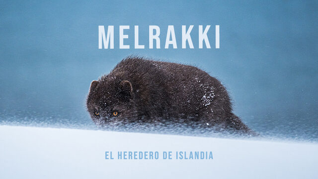Melrakki: el heredero de Islandia — Verkami